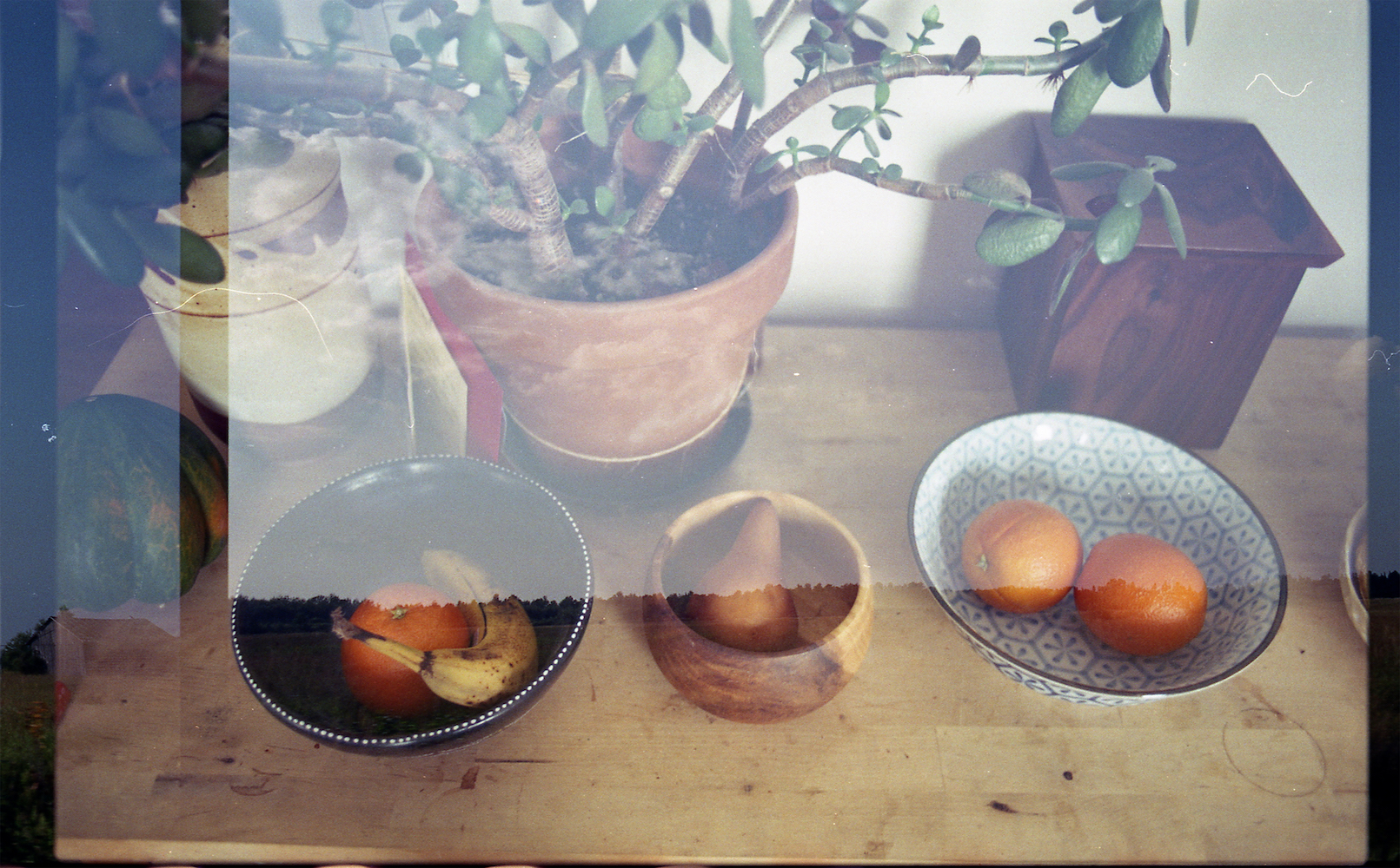 Chantal Ringuet. Variations sur le jardin - Ancrages